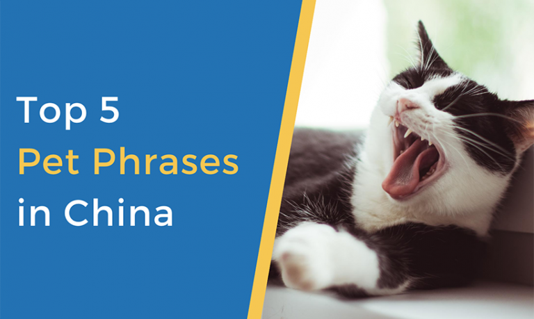 Top 5 Pet Phrases in China | That's Mandarin